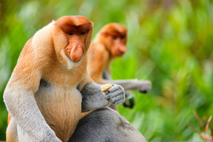 Get to know the Proboscis Monkey - Taman Safari Bali