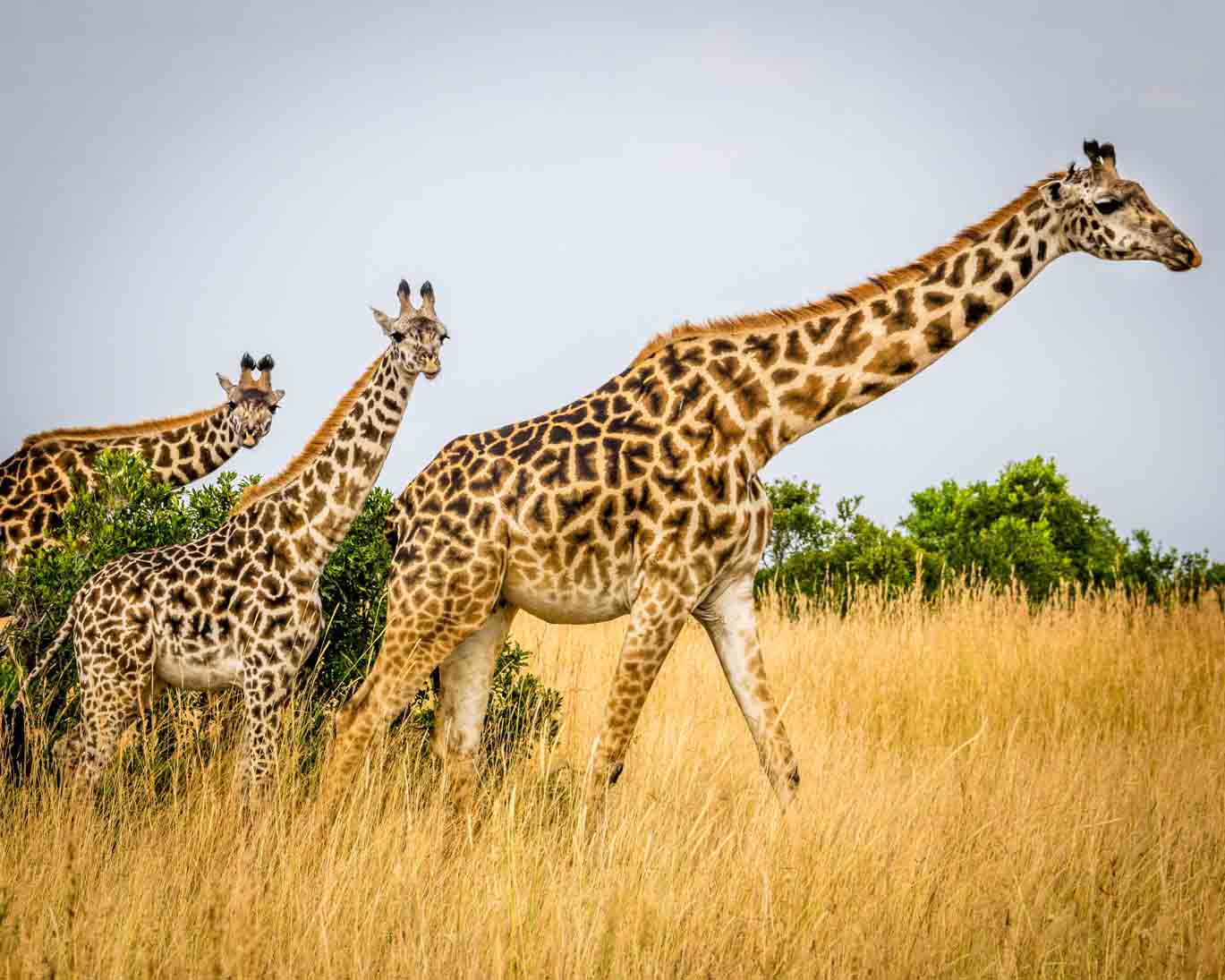 How Do Giraffe Communicate? - Taman Safari Bali