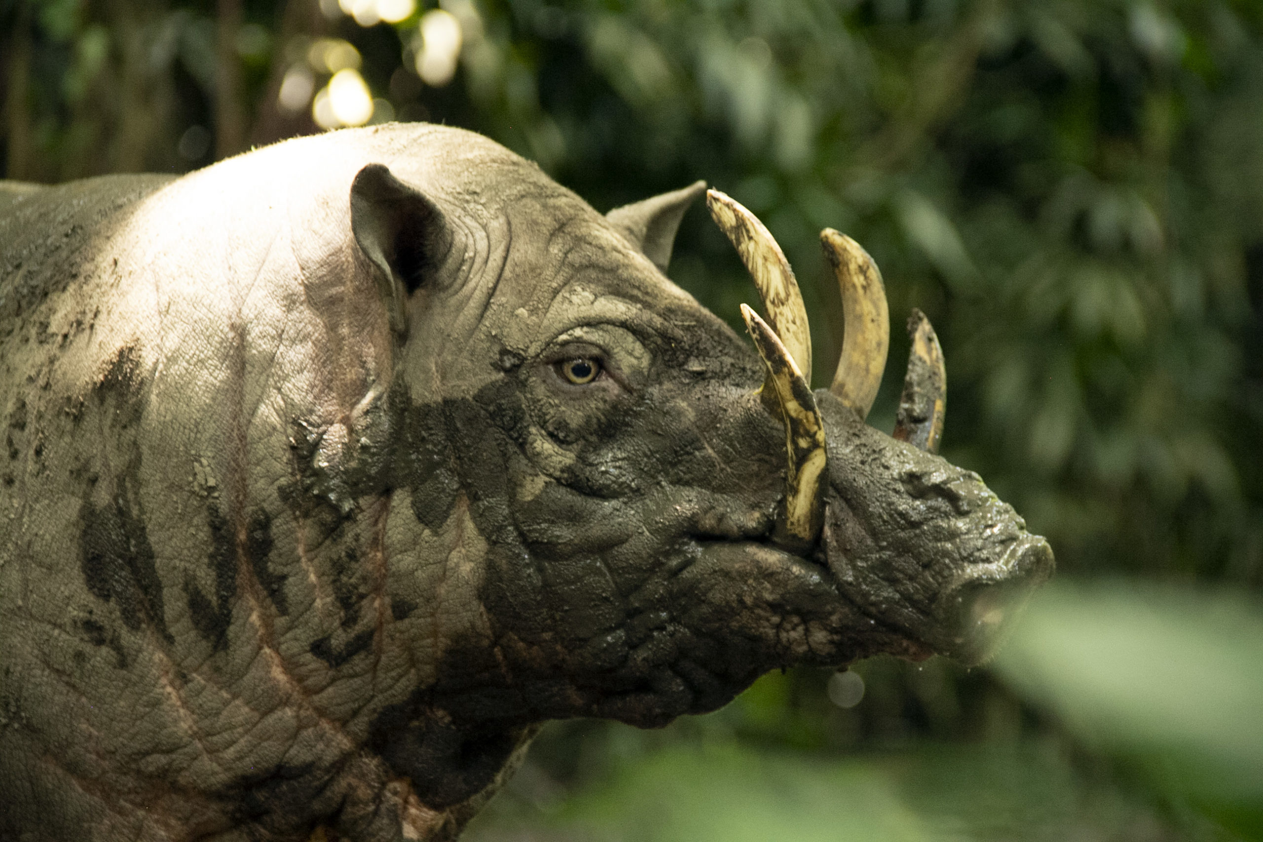 Get to Know the Babirusa - Bali Safari Marine Park