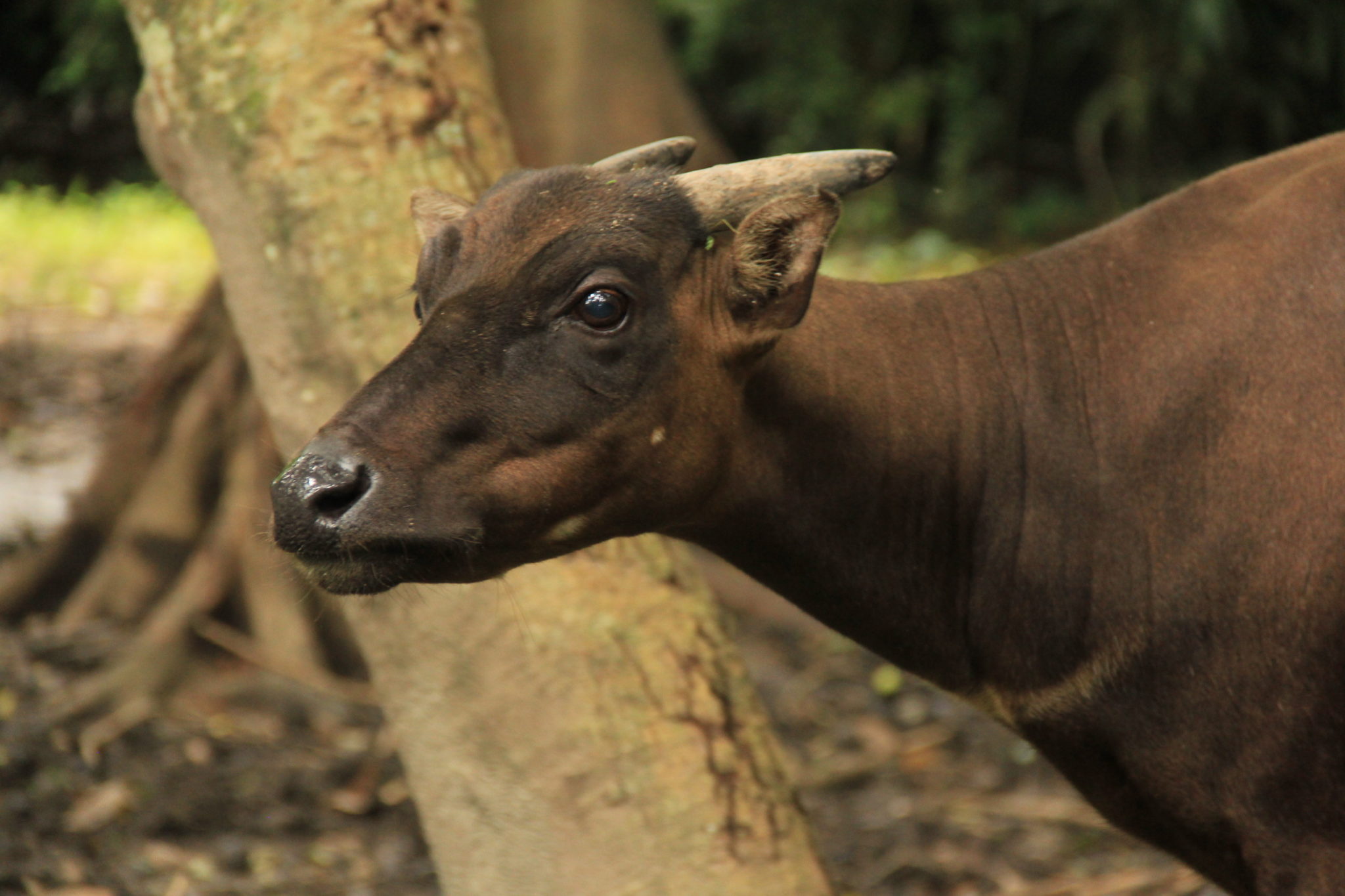 Anoa, Endemic Animal Of Sulawesi - Taman Safari Bali