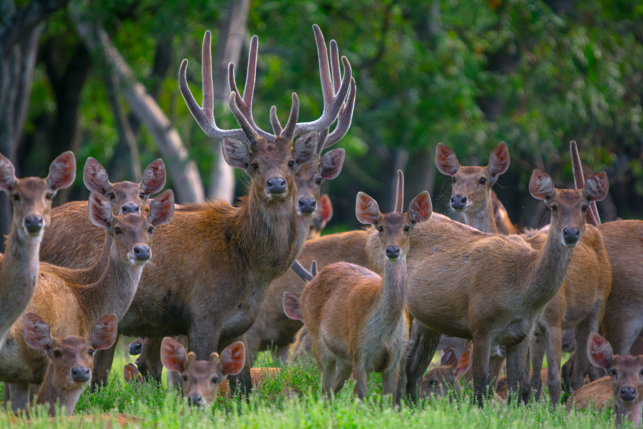 Facts about The Javan Deer - Taman Safari Bali