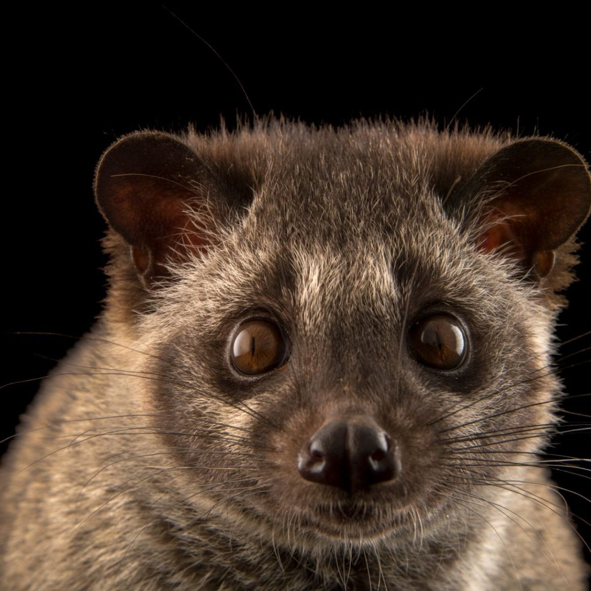 Fun Facts About Asian Palm Civet