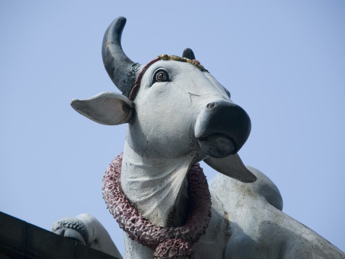Indian Cow God
