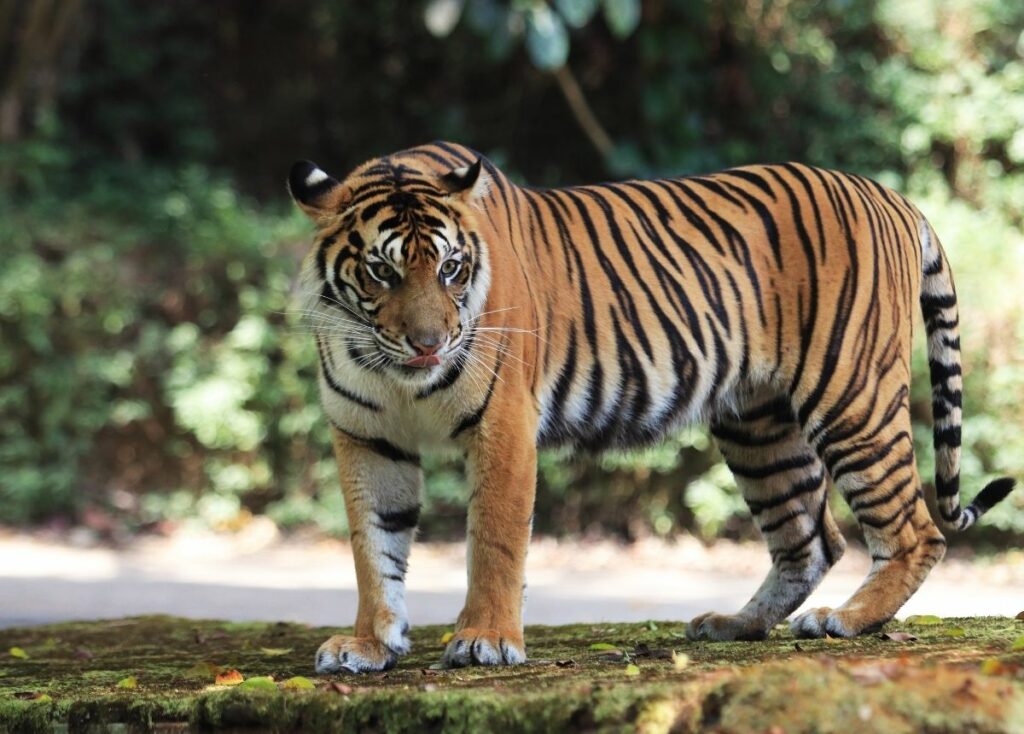 Subspecies of Tigers in the World - Taman Safari Bali