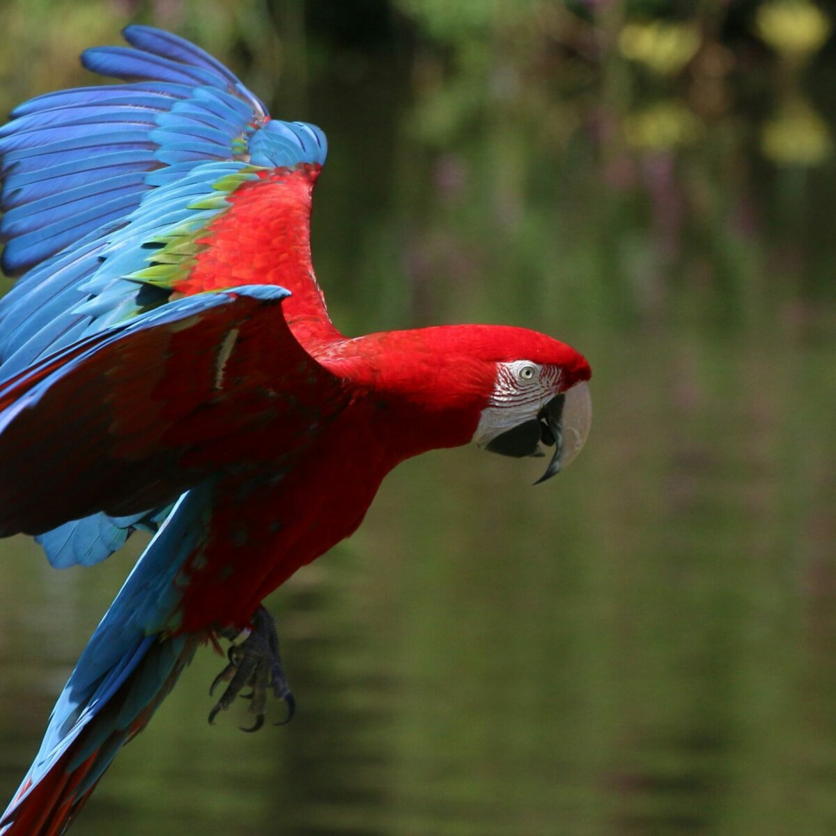 Rainforest Parrot Flying