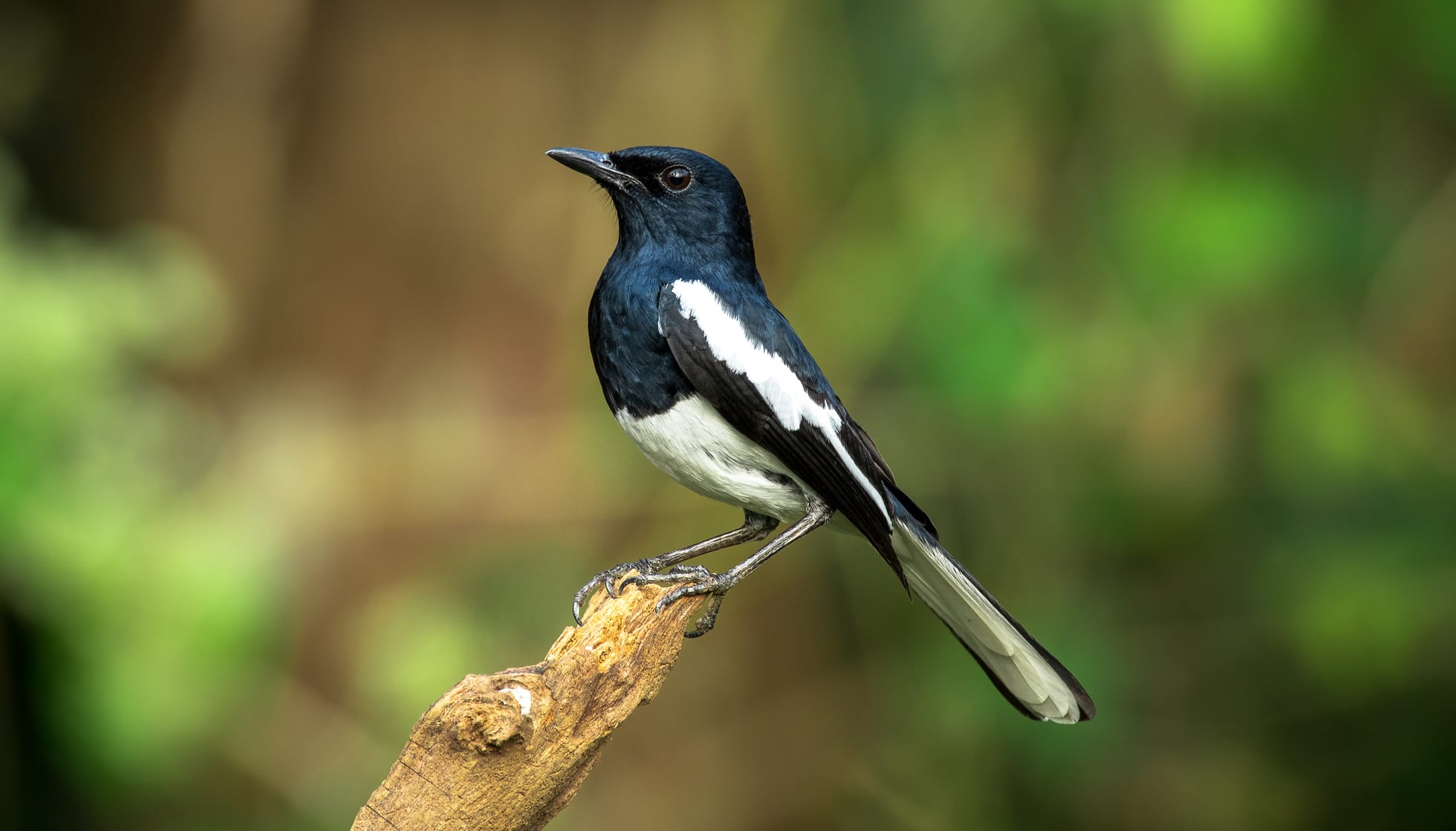 The Oriental Magpie-Robin - Taman Safari Bali