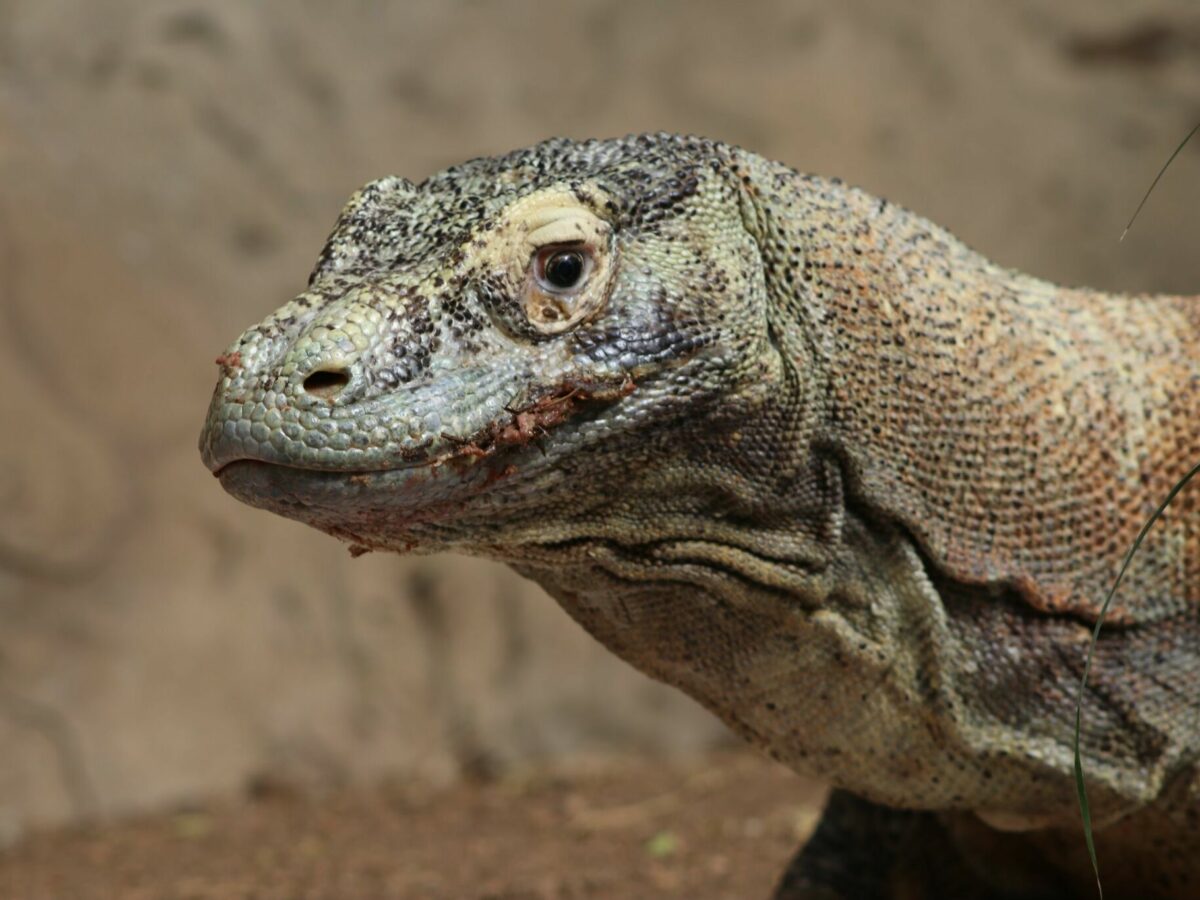 Komodo Dragon Hatching