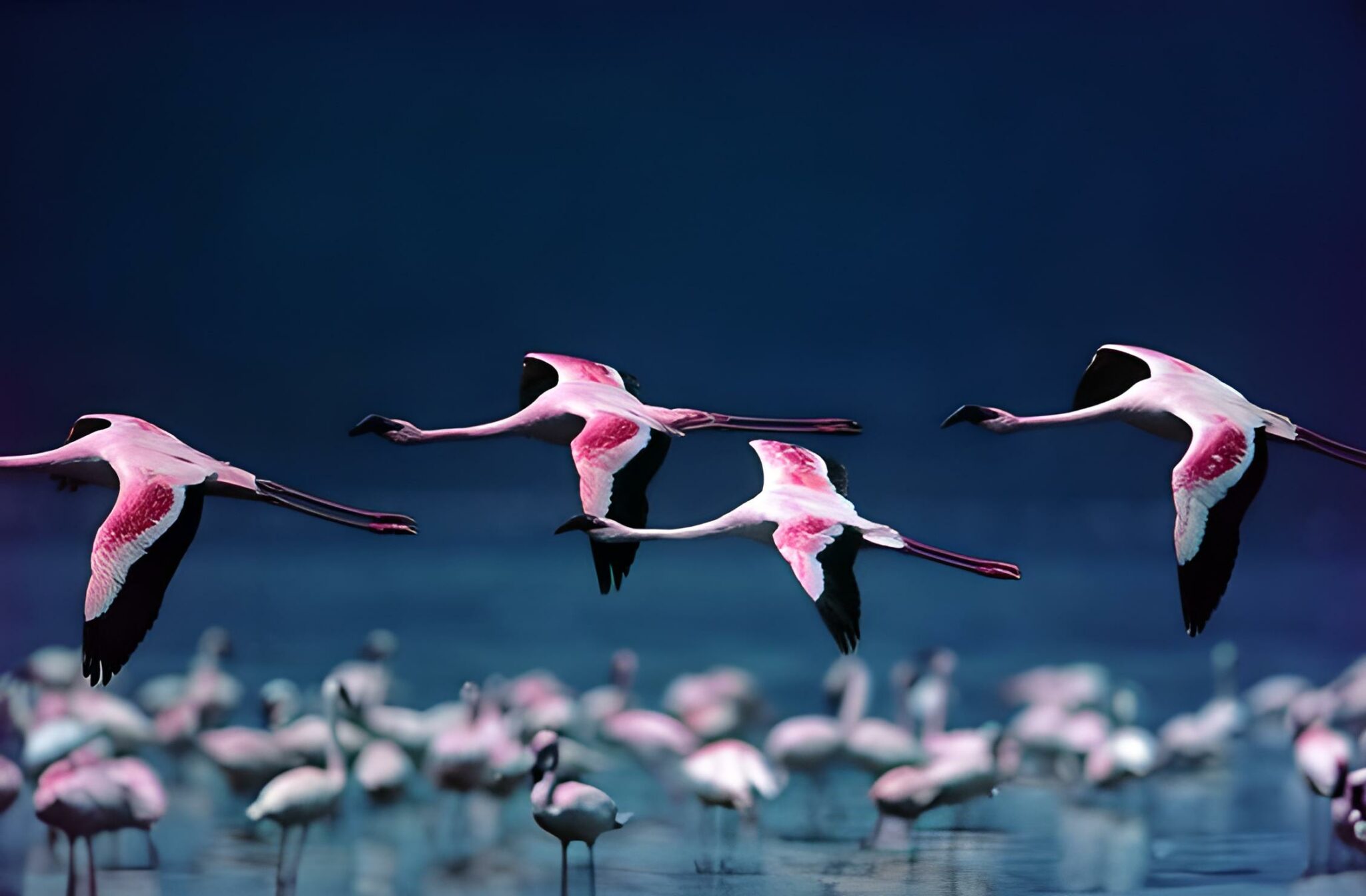 Fakta Unik Flamingo: Burung Anggun dengan Warna Menawan