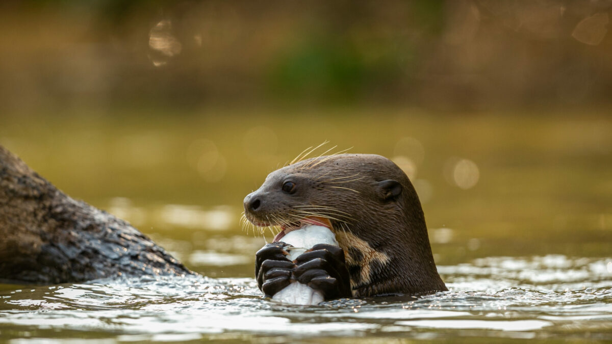 Sarang Berang Berang