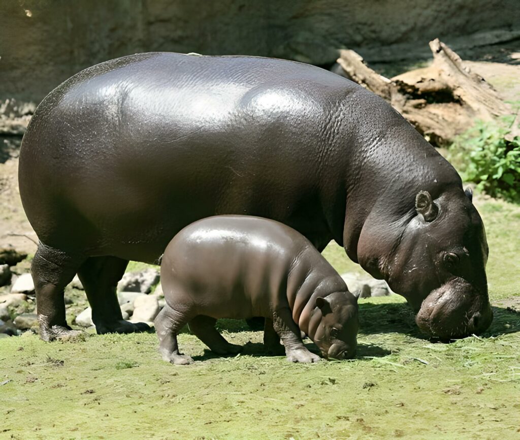 Pygmy Hippos - A Peek into Their Habitat and Diet