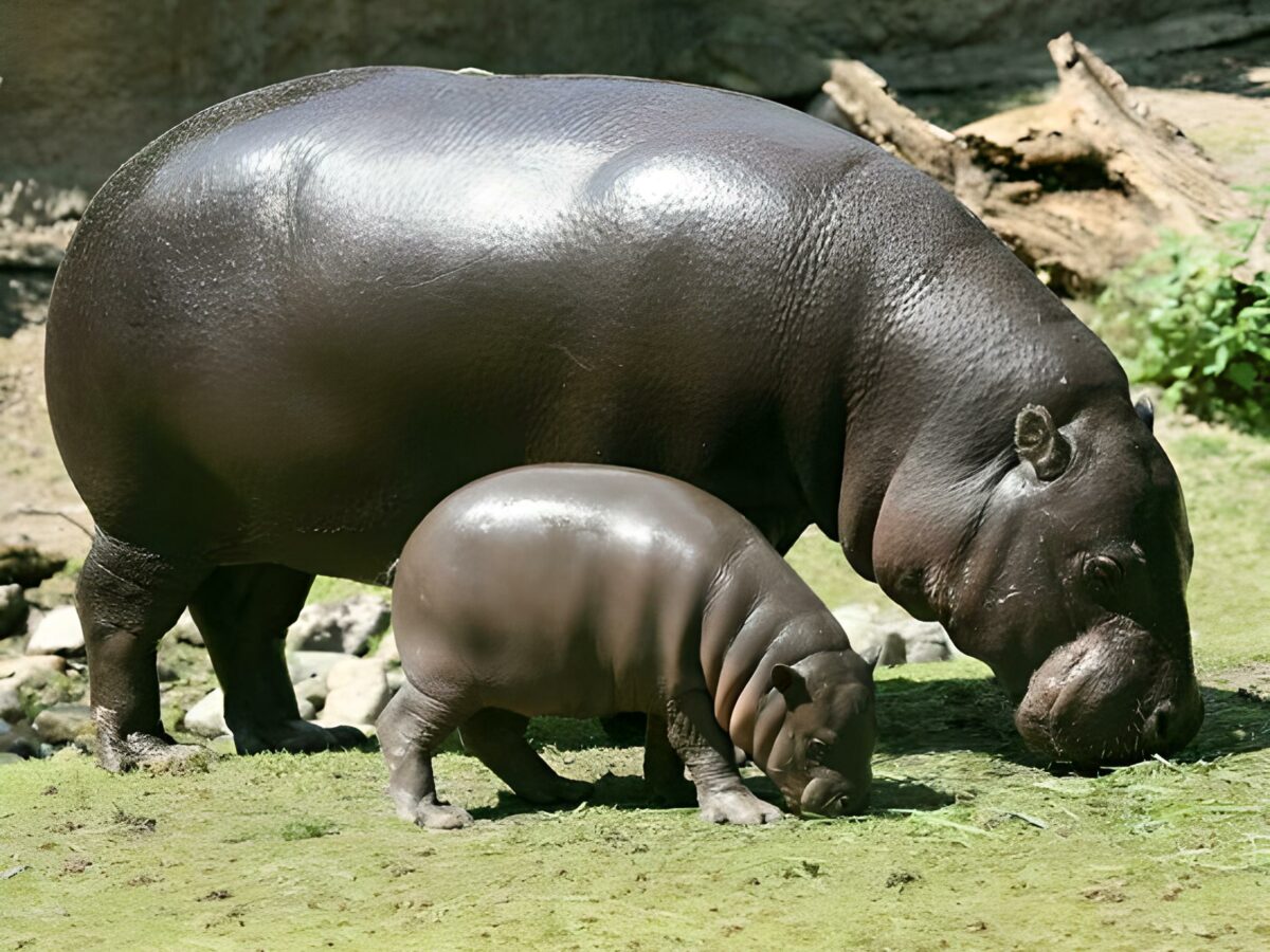 Pygmy Hippopotamus