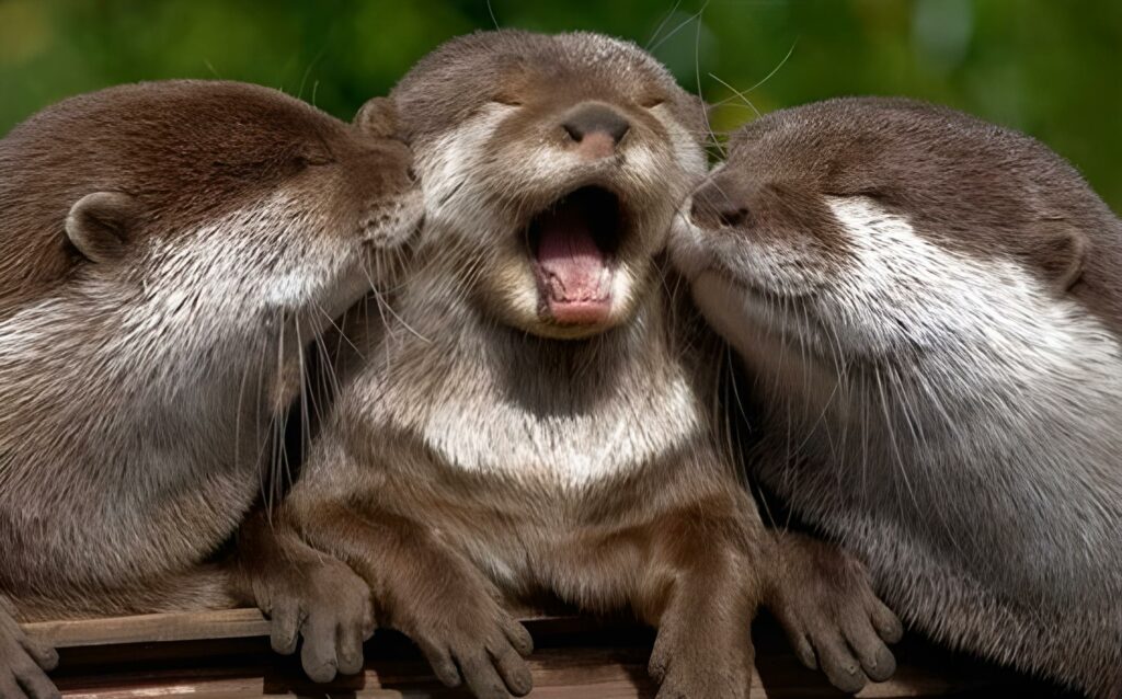 Menjelajahi Keindahan dan Keunikan Keluarga Otter - Taman Safari Bali
